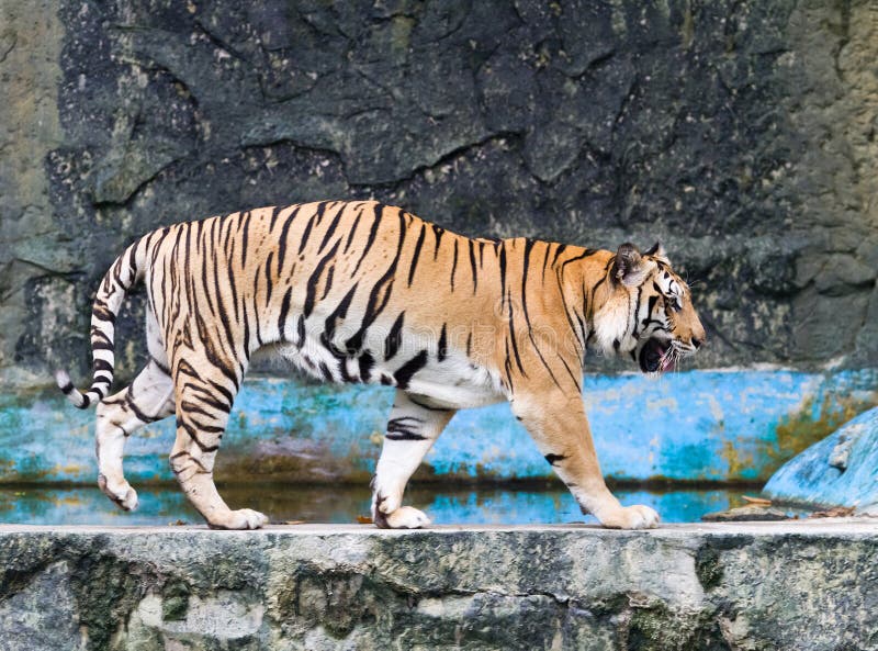 Tiger stock image. Image of predator, attack, beast, hunter - 20367579