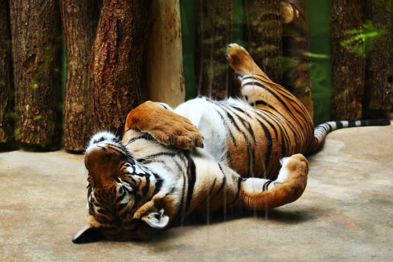 Tiger stretching stock image. Image of asian, prowl, rocks - 973959
