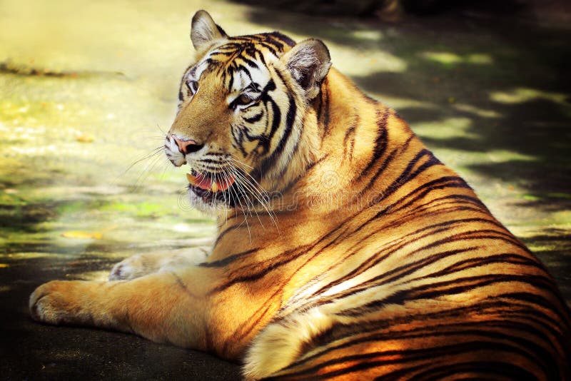 Tiger stock image. Image of disappearing, predatory, danger - 21508645