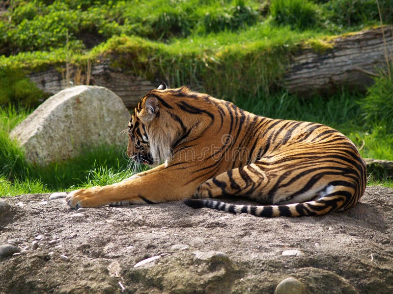 Mountain river stock photo. Image of green, drop, destination - 3414510