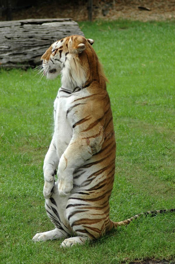 Ginger tiger-kitten stock image. Image of blue, background - 11987201