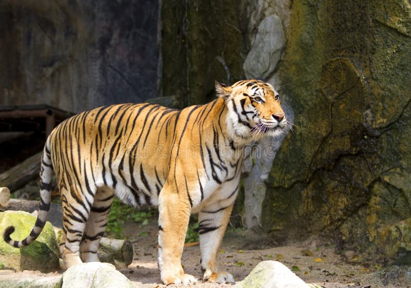 Tiger stock image. Image of savannah, resting, carnivore - 22533531