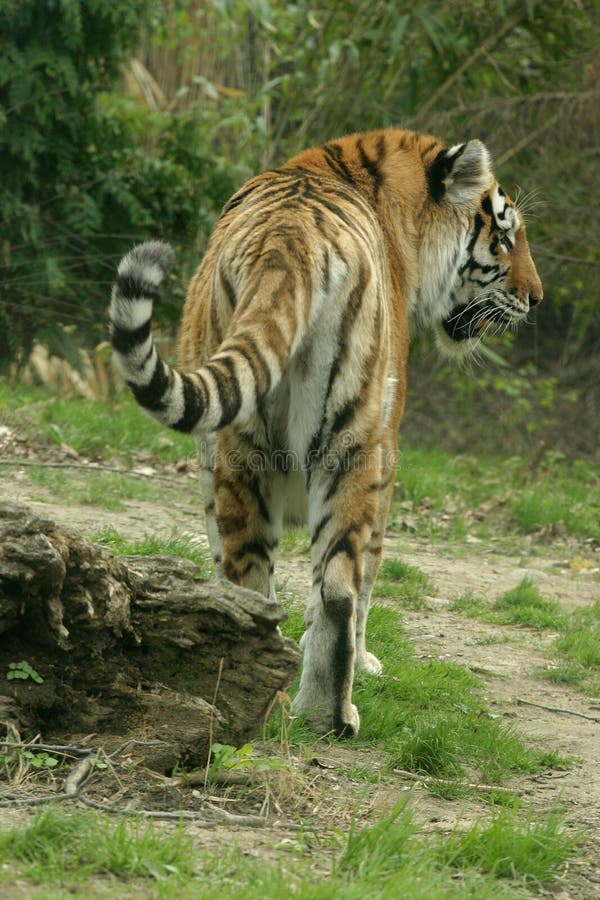 Tiger stock image. Image of strong, animal, leader, tiger - 226707