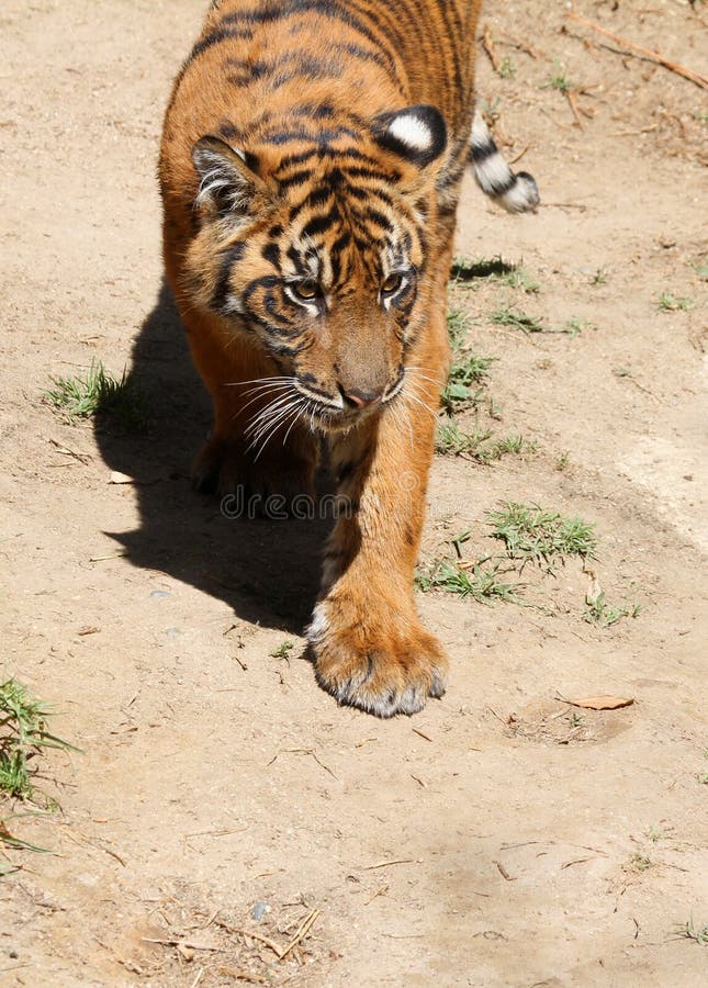 Tiger stock photo. Image of stepping, dirt, furry, stripes - 23986690