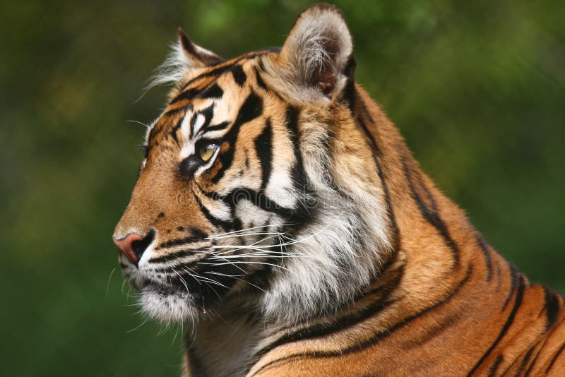 Tiger stock photo. Image of looking, stripe, attack, tigress - 24318186