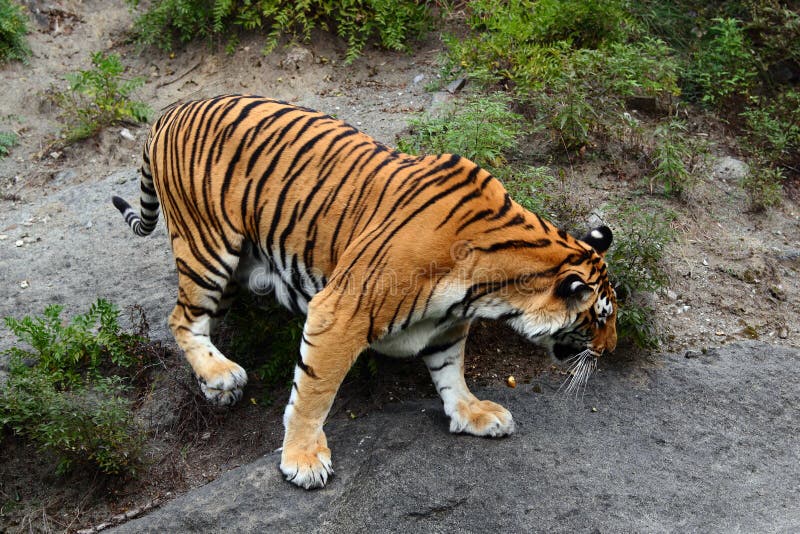 Old tiger stock photo. Image of nature, orange, mammals - 27991578