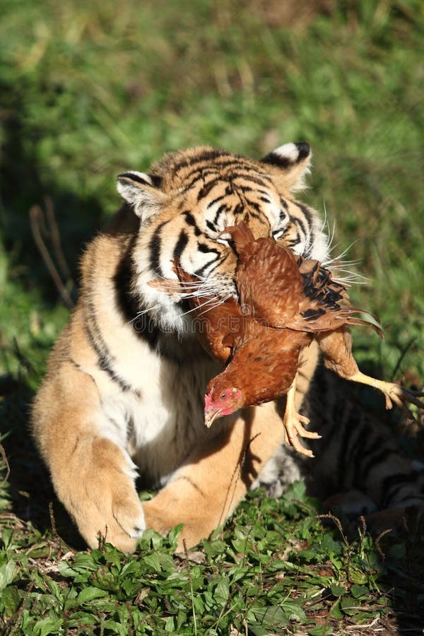 Tiger stock photo. Image of dongbei, tiger, grass, wild - 26755834