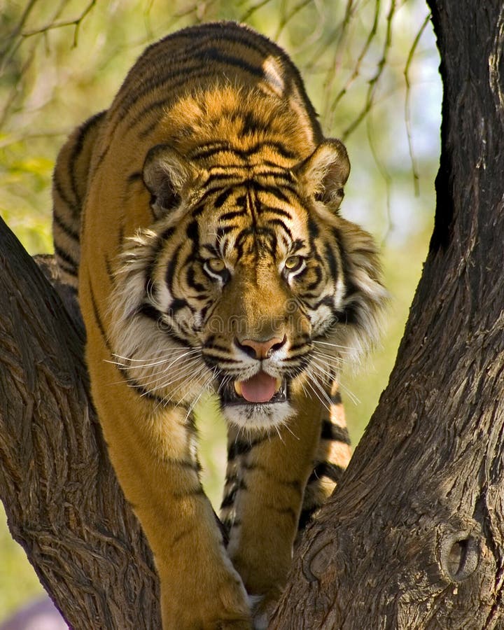 Tiger stock photo. Image of mammal, animals, phoenix, tiger - 2829222