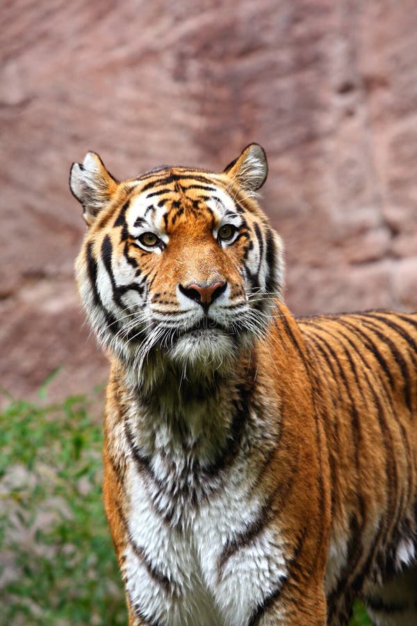 Tiger Head Rear Stock Photos - Free & Royalty-Free Stock Photos from ...