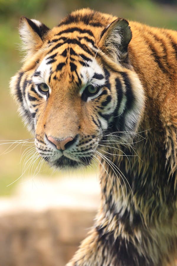 Tiger smile stock photo. Image of stripes, grass, striped - 16819844