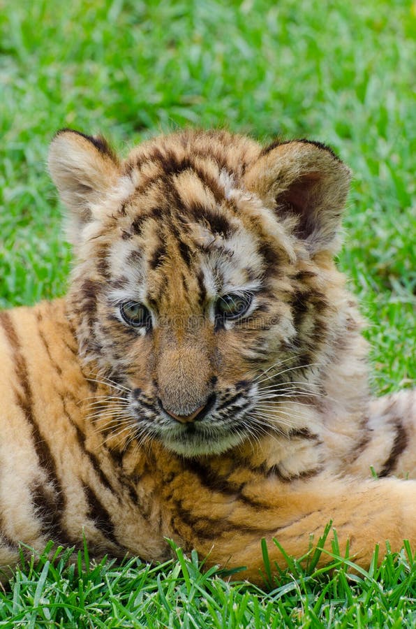 1+ Sad tiger cub Free Stock Photos - StockFreeImages