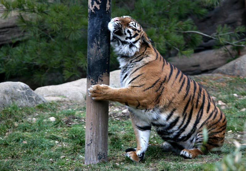 Tiger sharpening its claws stock image. Image of plastic - 55175415