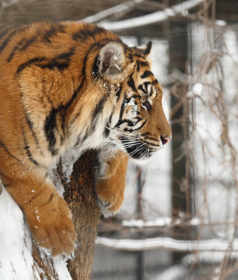 Tiger hunting stock image. Image of snow, animal, hunting - 4244829