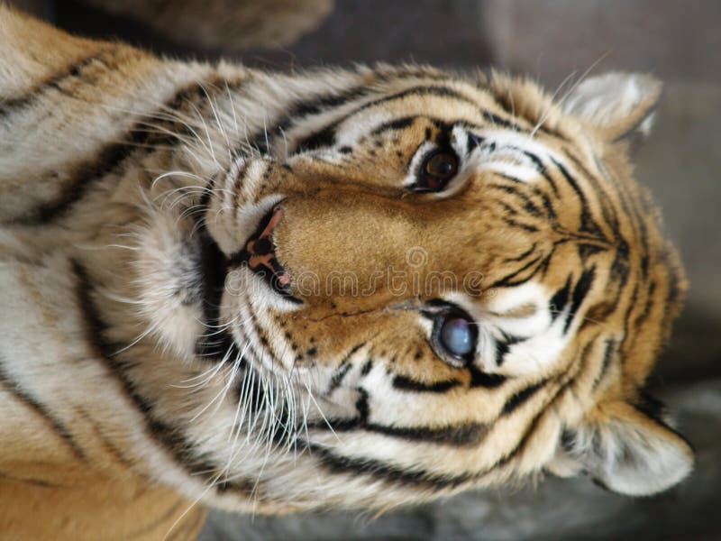 Tiger stock image. Image of bengel, aged, alert, fierce - 4288735