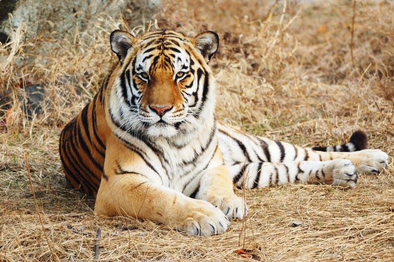 234,223 Tiger Lionsto Stock Photos - Free & Royalty-Free Stock Photos ...