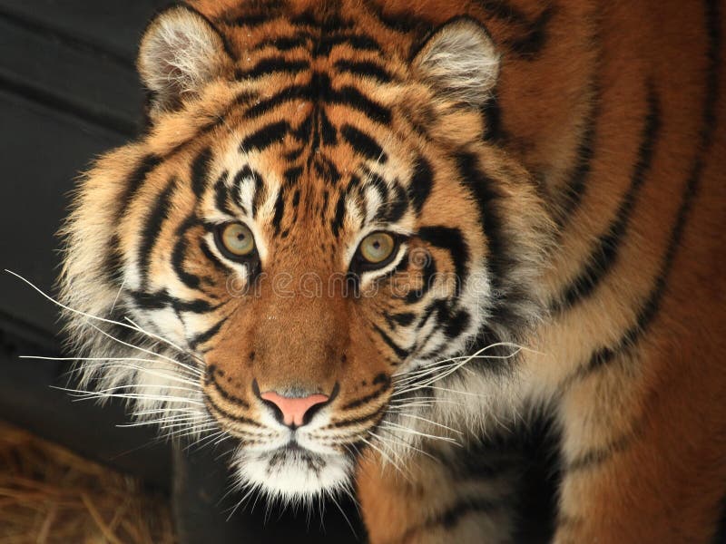 Ceylon leopard stock image. Image of prey, feline, pardus - 1740353