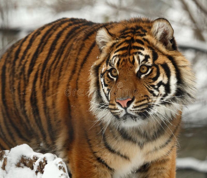 Tiger stock photo. Image of feral, wait, animal, thinking - 4428036