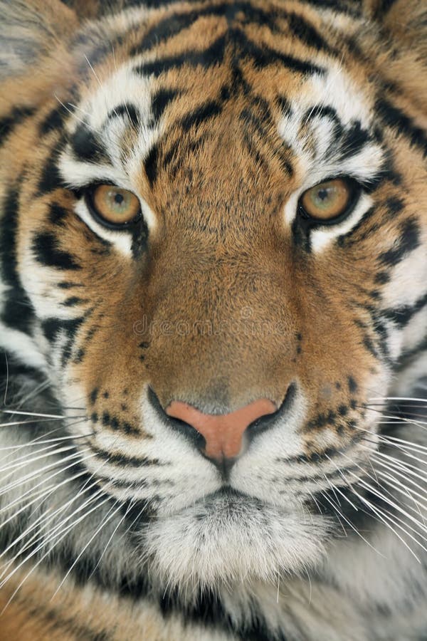 Tiger head stock photo. Image of head, stare, huge, animal - 4283808