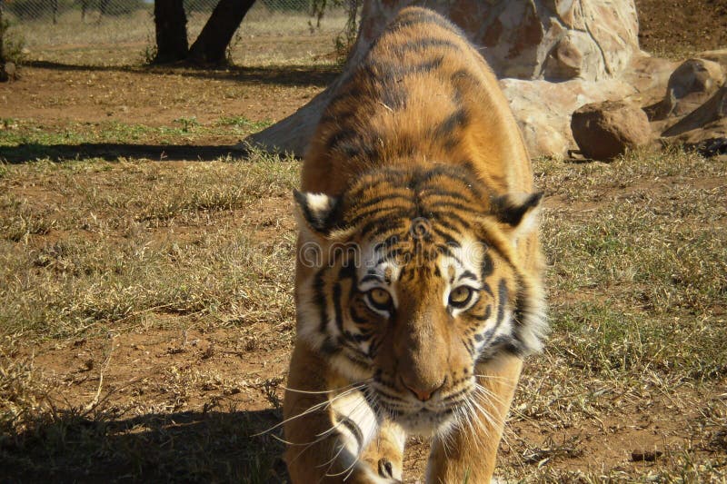 Tiger stock photo. Image of sand, tiger, walking, danger - 4676026