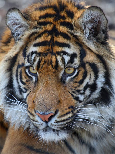 Tiger stock image. Image of spring, whisker, reat, tiger - 4846457