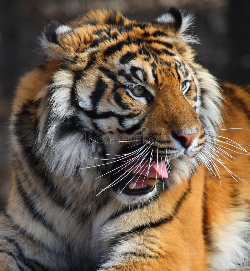 Tiger cub stock image. Image of instinct, closeup, cute - 7082619