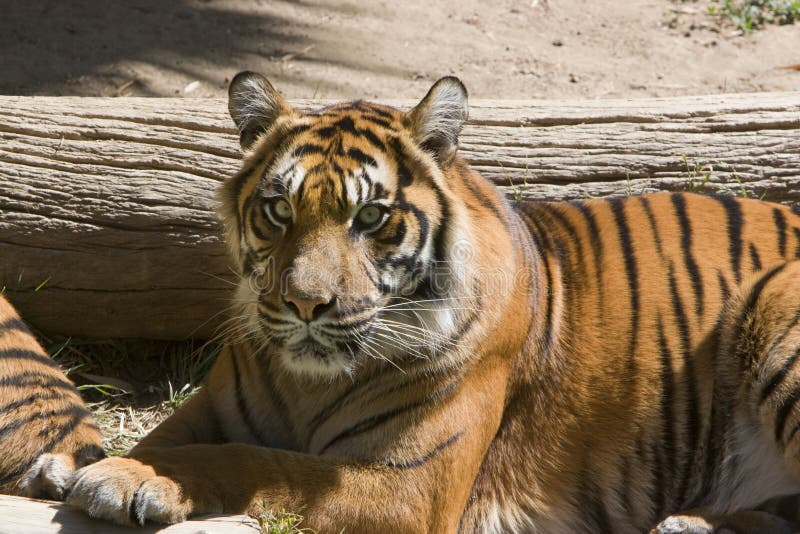 Tiger stock image. Image of tiger, carnivore, black, stare - 5146091