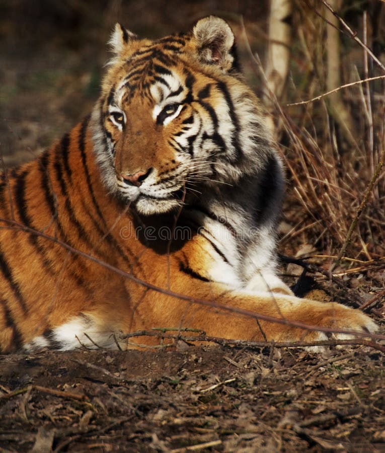Tiger stock image. Image of fang, park, sitting, head - 5181653