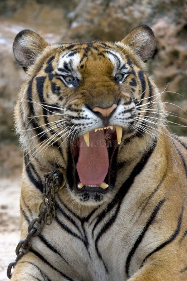 Tiger Teeth stock photo. Image of feline, carnivore, sitting - 18790572