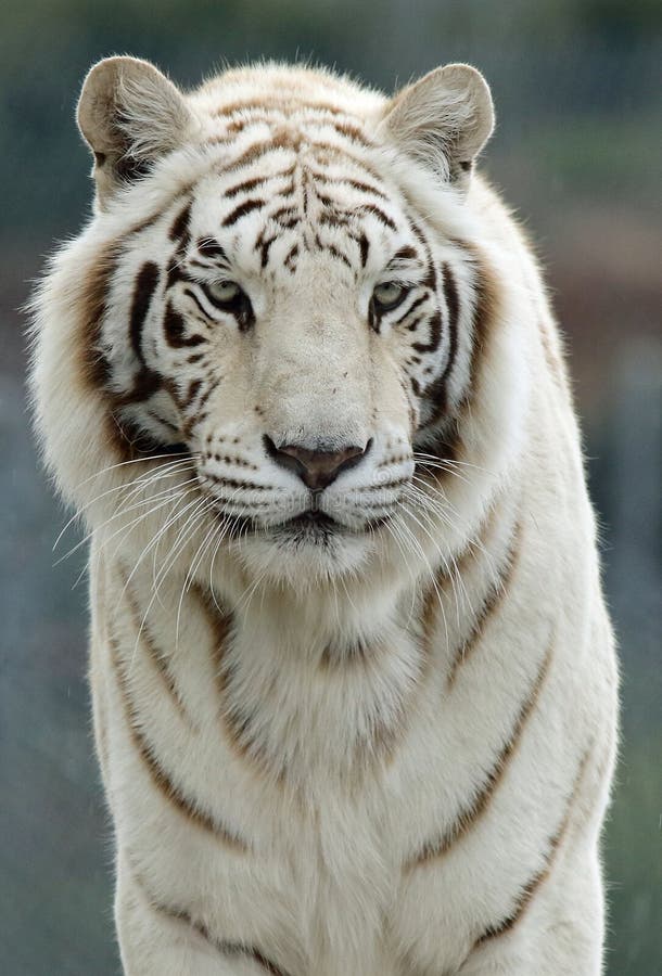 Vit tiger fotografering för bildbyråer. Bild av framsida - 54419645