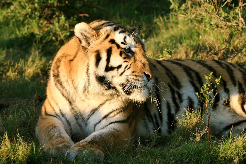 Tiger. Picture Image: 6267155