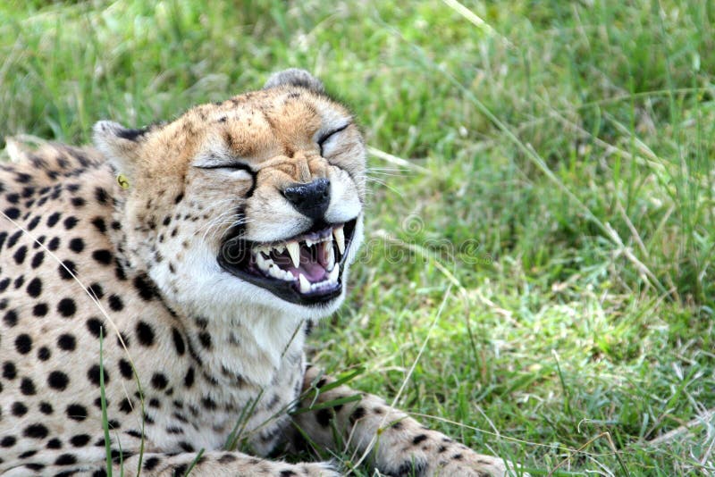 Cheetah Teeth And Claws