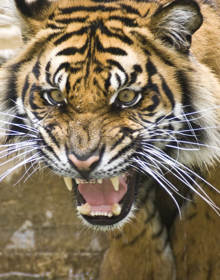 Tiger stock image. Image of frustrated, india, asian, wild - 6465377