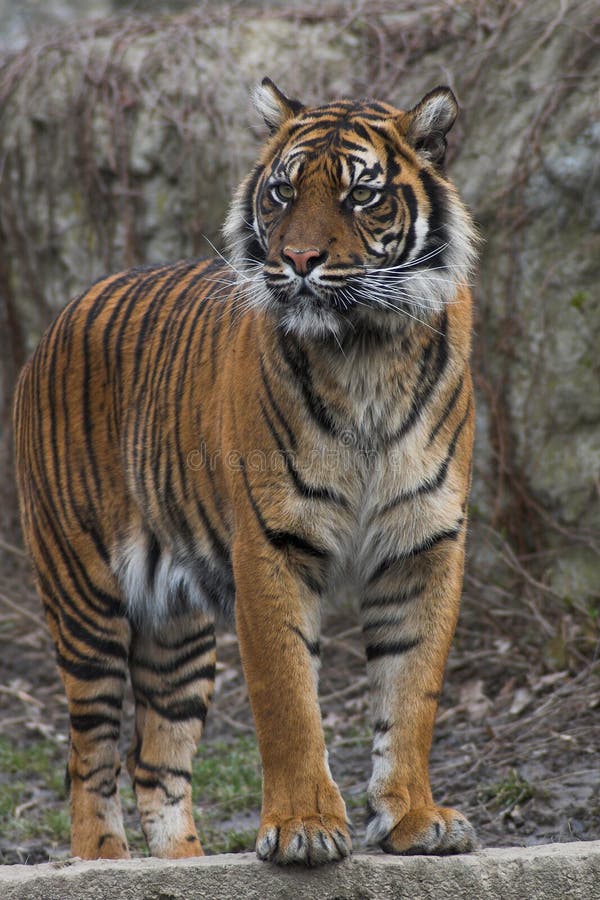 Tiger stock image. Image of cornivore, wildlife, hunter - 6519131