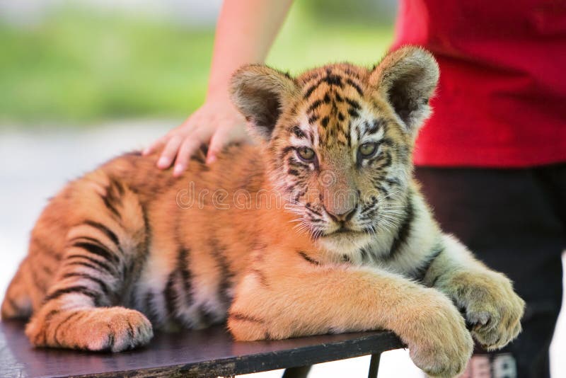 Tiger stock image. Image of pets, people, wildlfe, table - 6642167