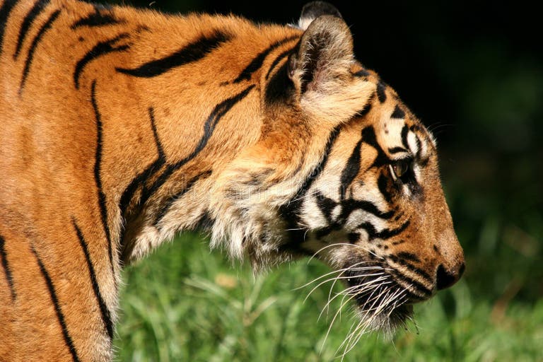 992 Tiger Side Profile Stock Photos - Free & Royalty-Free Stock Photos ...