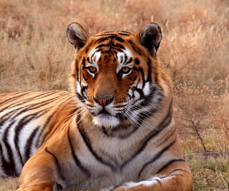 233,969 Tiger Esti Stock Photos - Free & Royalty-Free Stock Photos from ...