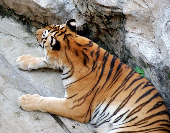 669 Tiger Back View Stock Photos - Free & Royalty-Free Stock Photos ...