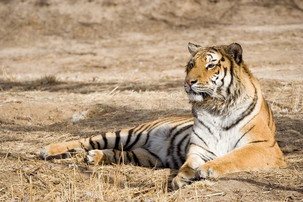 Tiger stock photo. Image of mammal, frightful, savage - 8171992