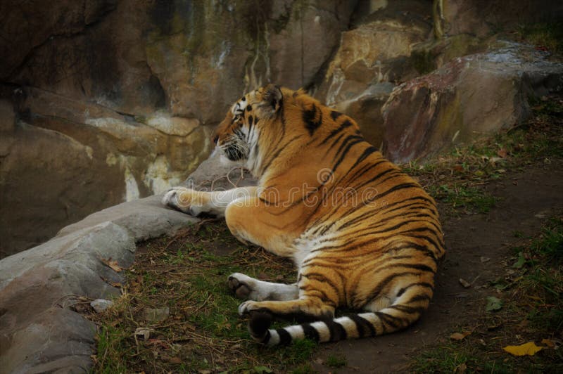 1,197 Tiger Head Profile Stock Photos - Free & Royalty-Free Stock ...