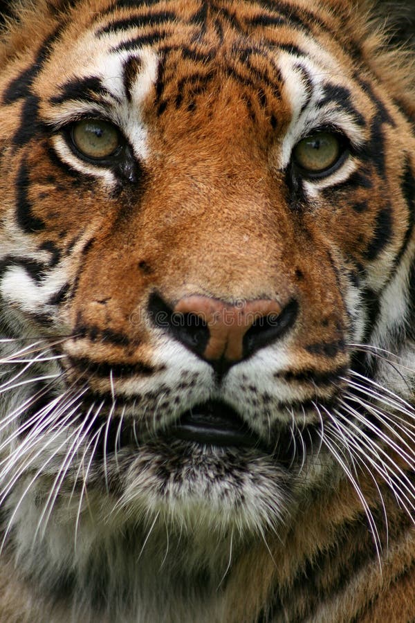 Animal Tiger Stare in the Wild Stock Photo - Image of resting, fierce ...