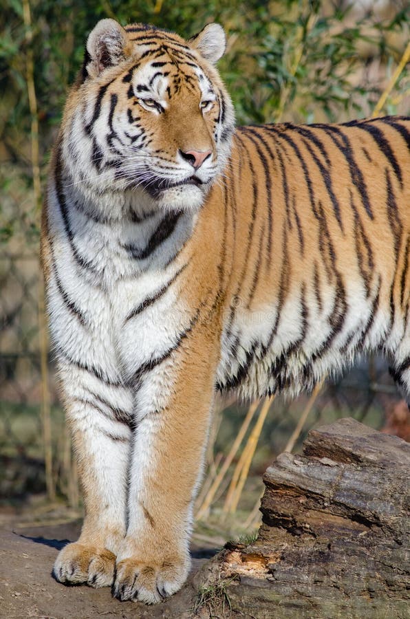 Tiger Picture. Image: 85182688