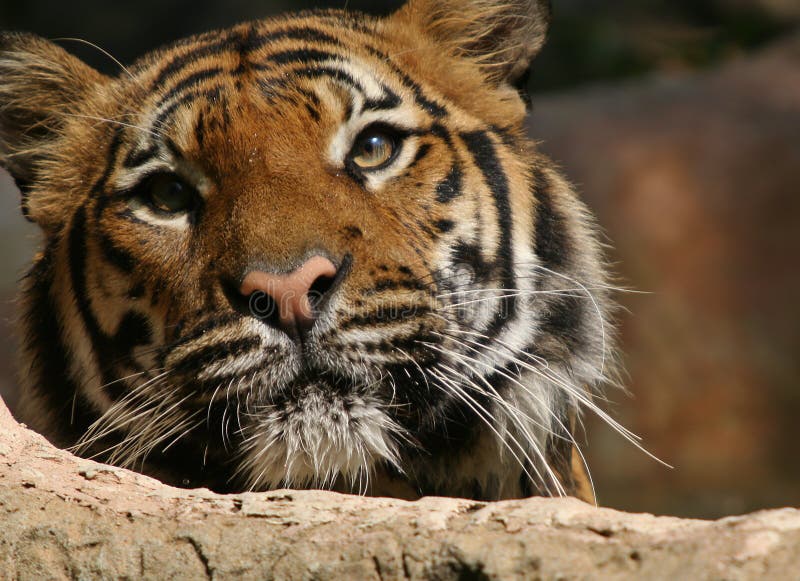 Ceylon Leopard stock image. Image of poach, felidae, pardus - 519543