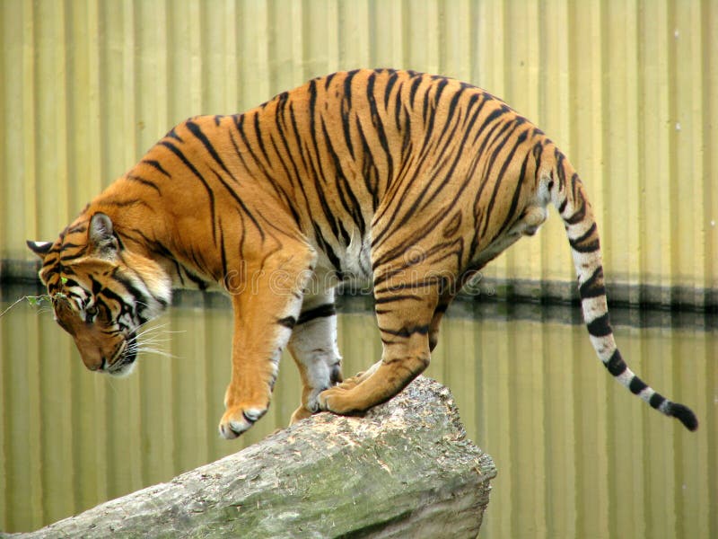 Tiger acrobat stock image. Image of sightseeing, acrobat - 75971581