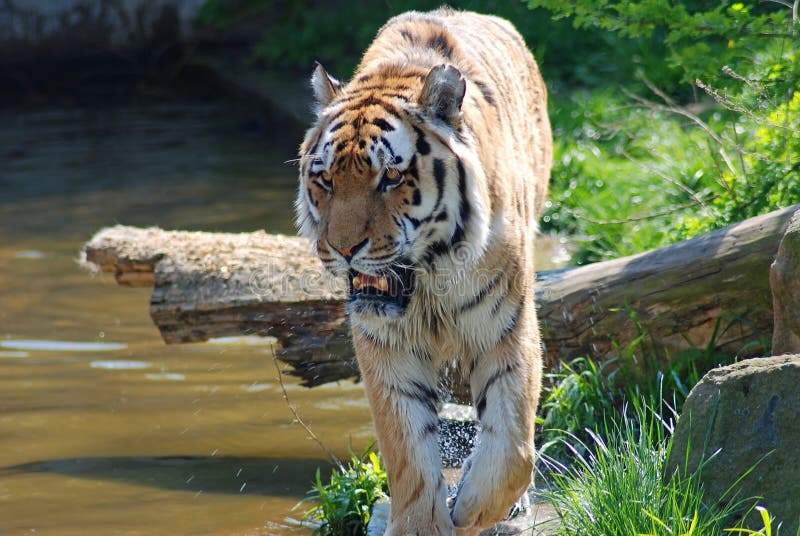 Tiger In Action Picture. Image: 2434018