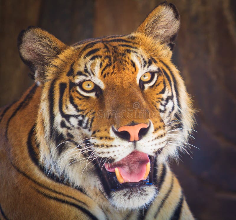 Aggressive Tiger Stock Photos - Download 6,714 Royalty Free Photos