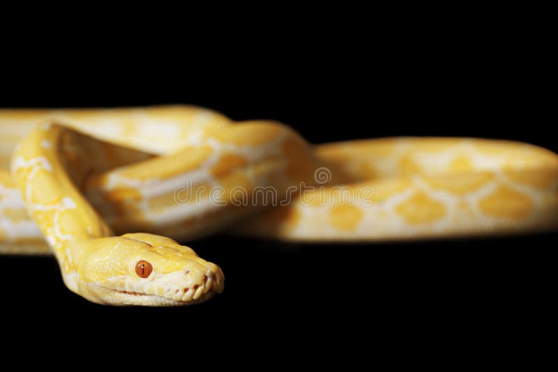Tiger Albino Python Snake Over Black Stock Photo - Image of lavender ...