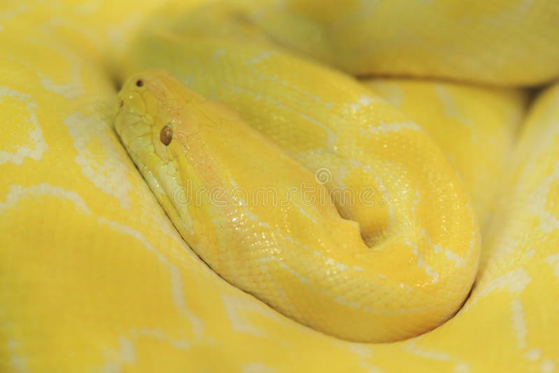 Tiger albino python snake stock photo. Image of chain - 41336566