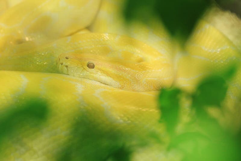 Tiger albino python snake stock image. Image of nature - 41670387