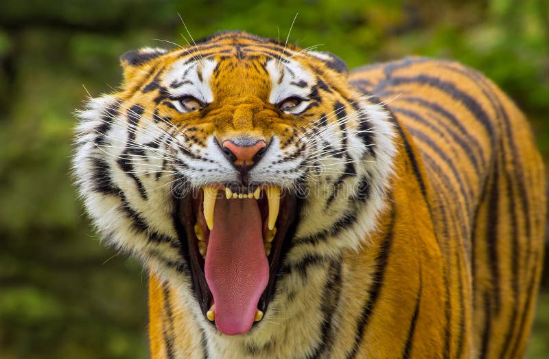 Angry tiger stock image. Image of safari, stripes, close - 4790117