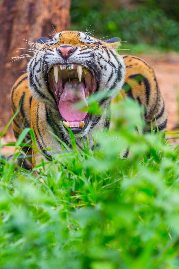 4,840 Tiger Teeth Photos - Free & Royalty-Free Stock Photos from Dreamstime